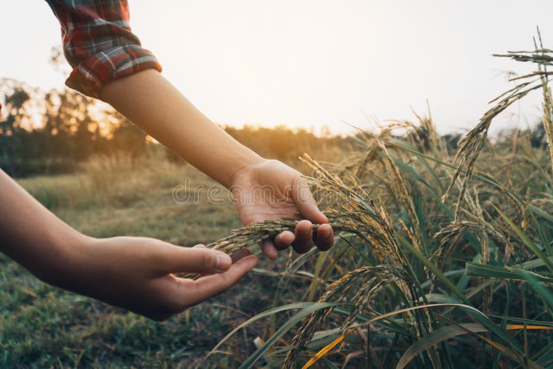 Hands Checking Rice in the Field Stock Photo - Image of fresh, outdoor ...