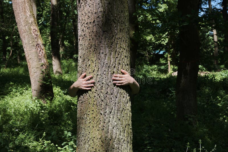 Female Hands Embracing Tree Trunk in a Deep Green Forest with Sunshine ...