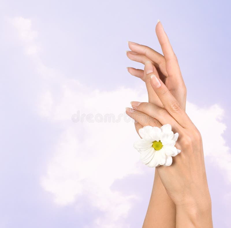 Female hands with flower stock image. Image of isolated - 17535335