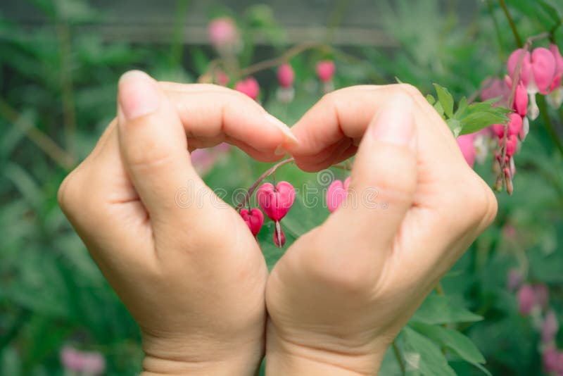 Hands Folded in the Shape of a Heart Around a Flower Stock Image ...