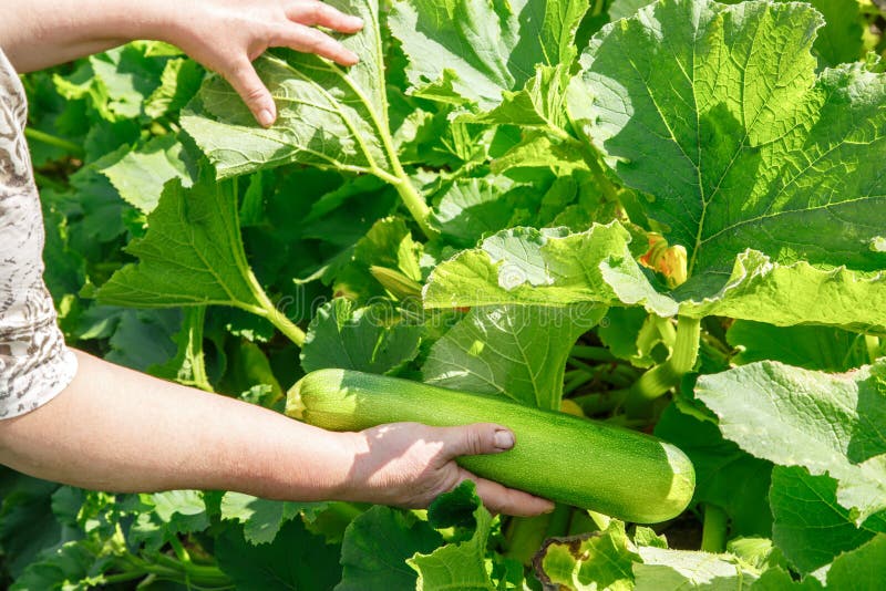 Female Hands Holding Big Marrow Squash Stock Photo - Image of marrow ...