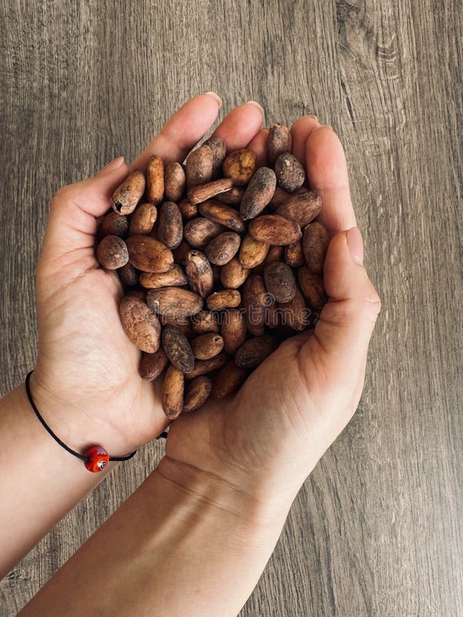 Female Hands Holding a Handful of Cocoa Beans. Table Top View Stock ...