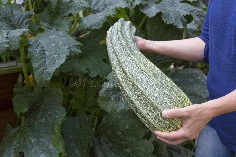 A Large Courgette on the Bed. Stock Photo - Image of blossom, produce ...