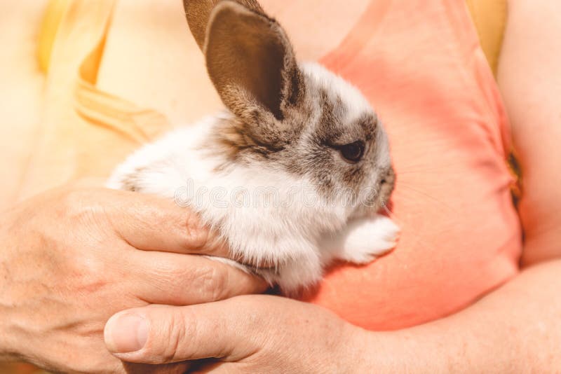 Female Hands Holding a Rabbit Cub in the Sunlight on Nature Stock Photo ...