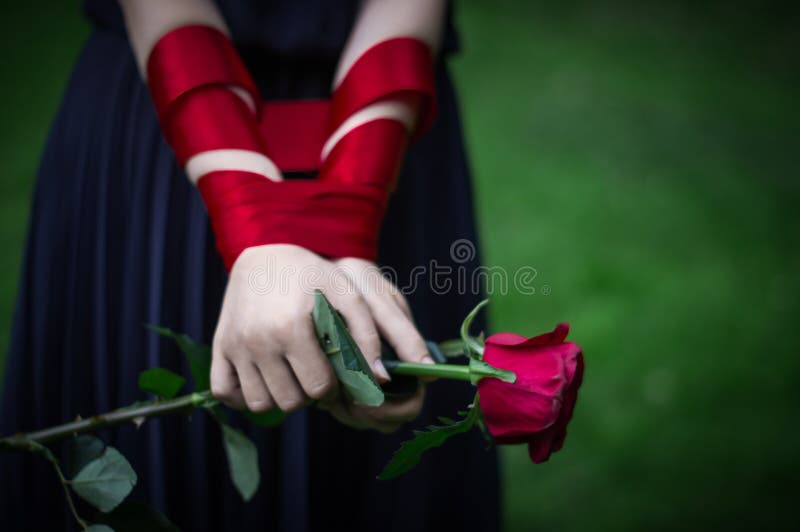 Female hands holding rose stock image. Image of female - 74884049