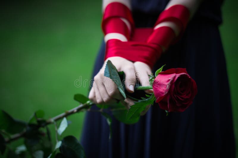 Female hands holding rose stock photo. Image of bouquet - 74884106