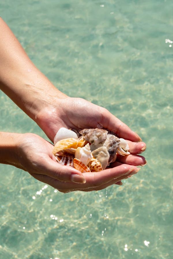 Female Hands Holding Seashells. Summer Vacations Memory Stock Image ...