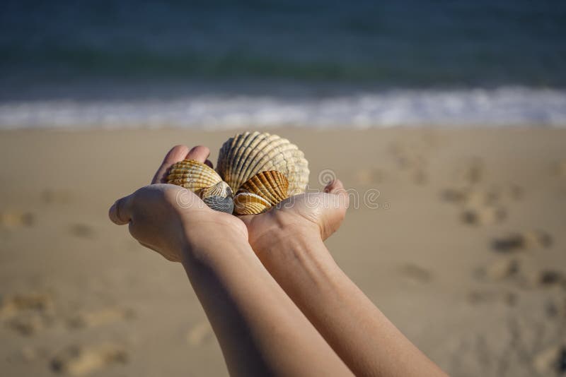Female Hands Holding Shells on Beach Stock Photo - Image of environment ...