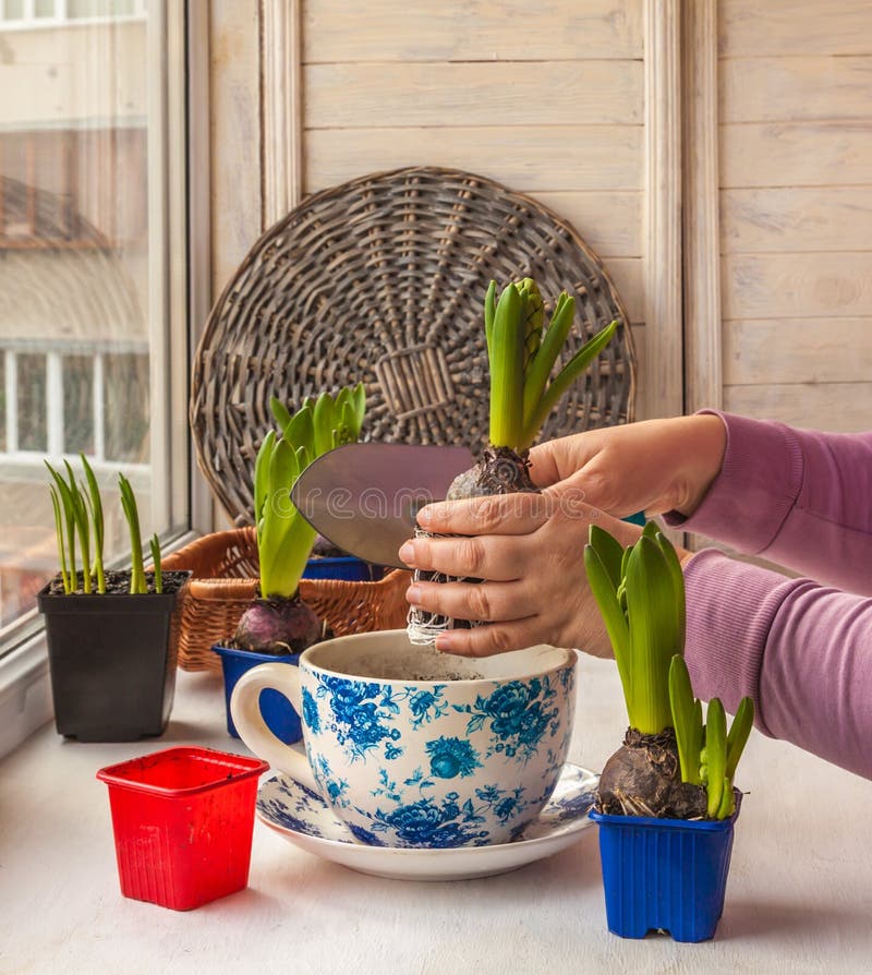 Female Hands Hyacinth in a Pot Transplanted Stock Image - Image of ...