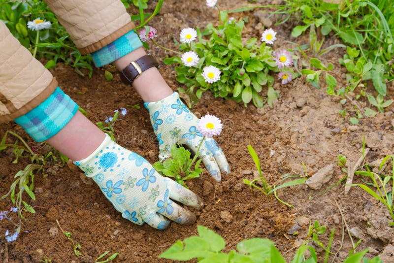 Female Hands Planting a Flower Stock Photo - Image of people, gardens ...