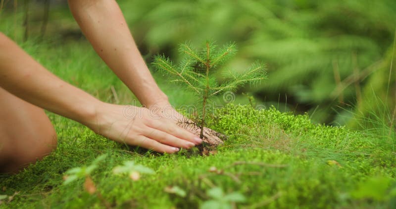 Female Hands Pressing a Tree Firmly into Its Forest Home. the ...