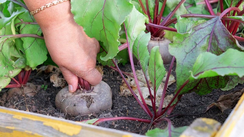 Female Hands Pull Out Fresh Beets from the Soil. Harvesting Beets in ...