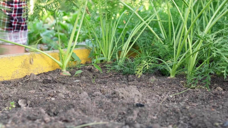 Female Hands Pull Out Fresh Carrots from the Soil. Stock Video - Video ...