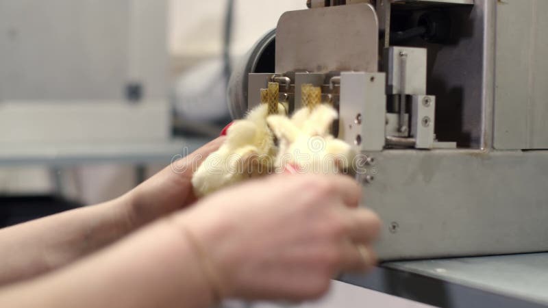 Female Hands Put the Chicks in the Beak Removal Machine at Work. Farm ...