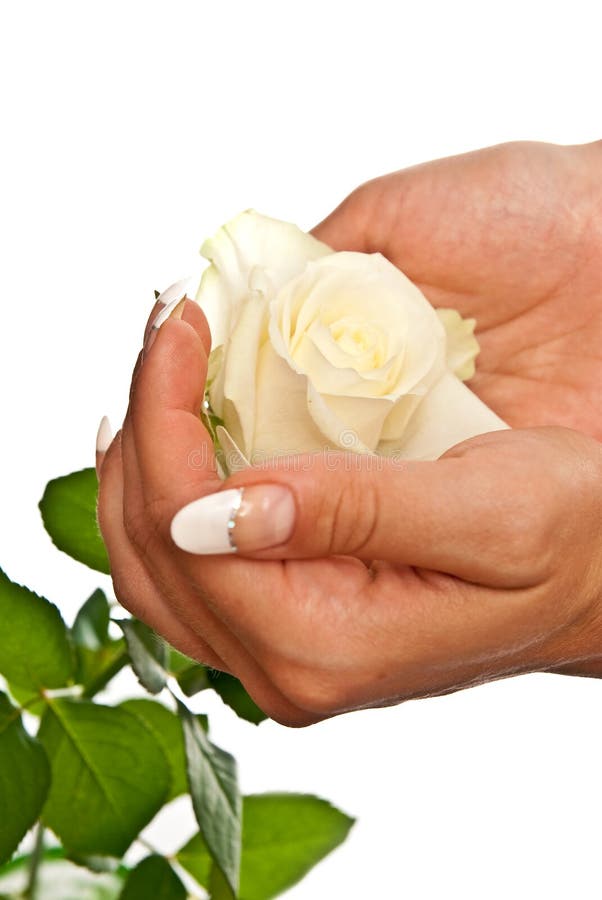 Hands with rose stock photo. Image of beautiful, glamour - 15364332