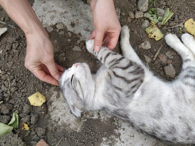 Female Hands Stroking the Fold Cat Stock Photo - Image of female, grace ...