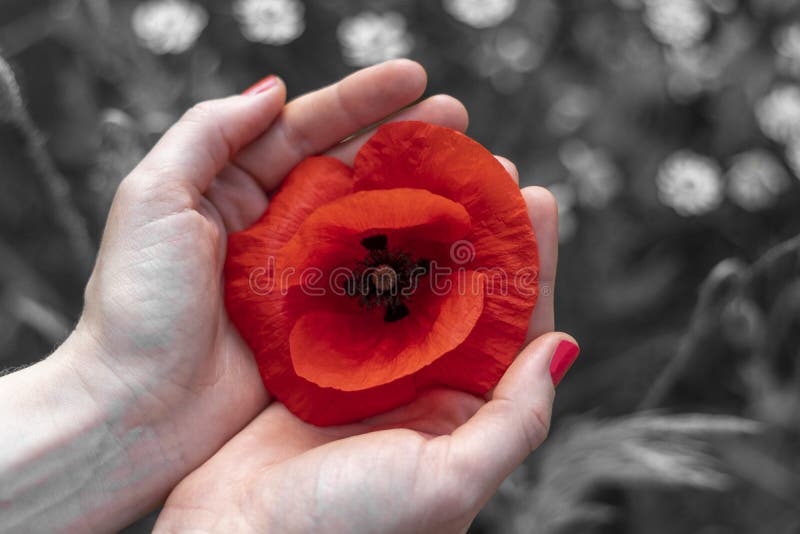 Female Hands Take a Red Poppy Flower. Stock Photo - Image of plant ...