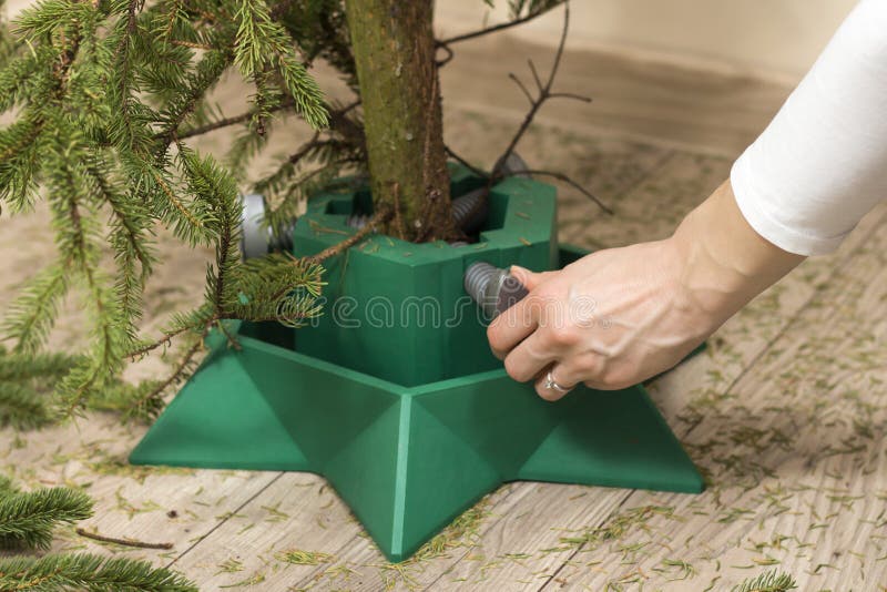 Female Hands Unscrew the Base Under the Christmas Tree. Cleaning and ...