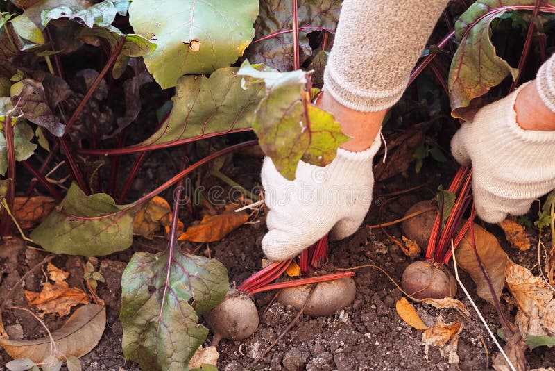 We Pull Ourselves Together, Go on a Diet and Lose Weight. Stock Image ...