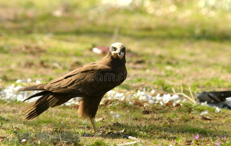 Female Harrier Eagle Lands on the Ground Stock Photo - Image of nature ...