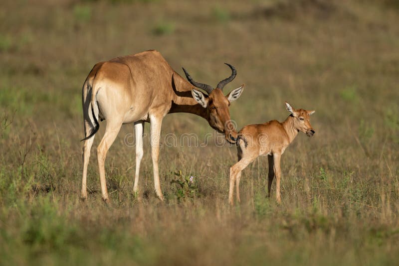 Female Hartebeest Nuzzles Baby on Grassy Plain Stock Image - Image of ...