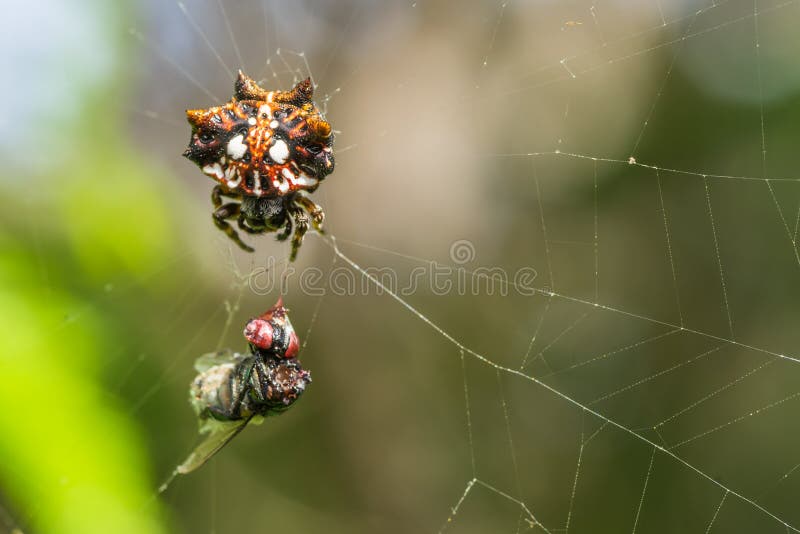 Gasteracantha stock image. Image of orange, nature, malagasy - 47853799