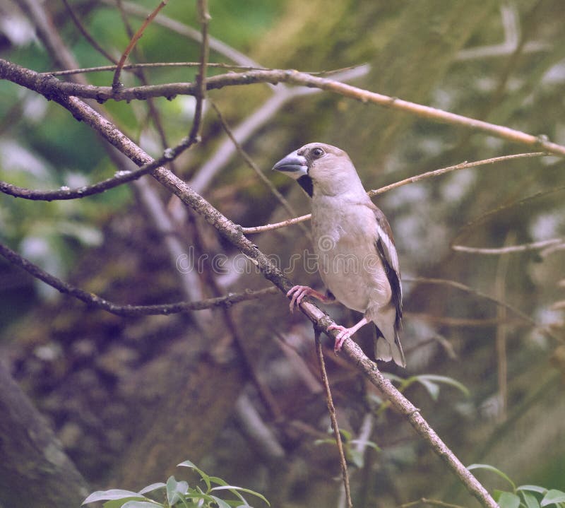 Female Hawfinch in the Grass Stock Image - Image of birdwatching, food ...