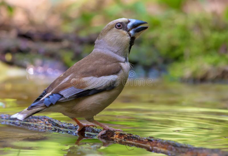 Female Hawfinch feeding stock photo. Image of floor, gardenbird - 50096398