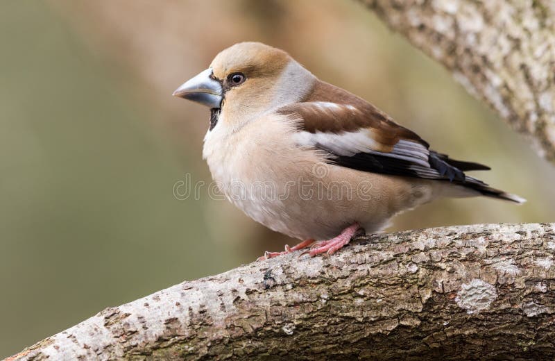Female Hawfinch in the Grass Stock Image - Image of birdwatching, food ...