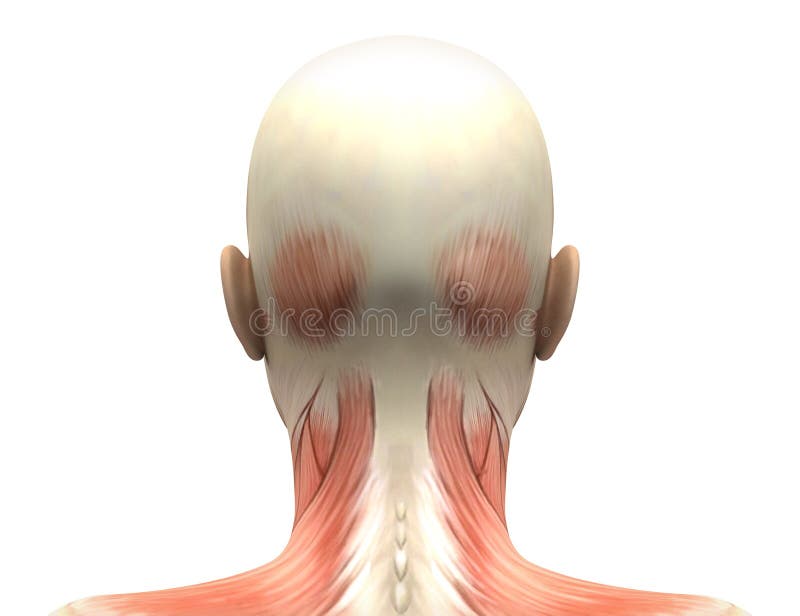 Female Head Muscles Anatomy - Back View Stock Illustration ...