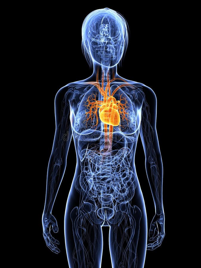 Female heart stock illustration. Illustration of spleen - 14390077