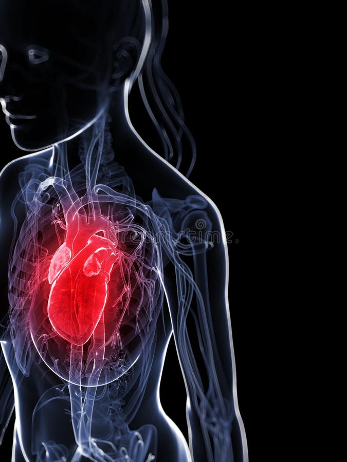 Female anatomy stock illustration. Illustration of digital - 30725882