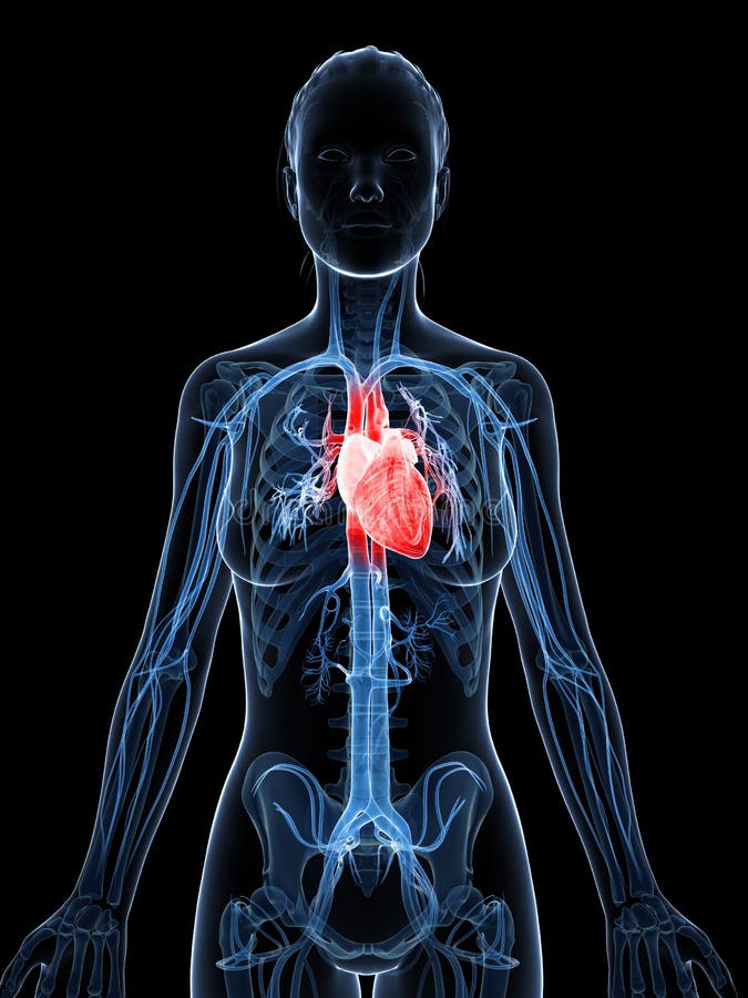 Female heart stock illustration. Illustration of energy - 30724974