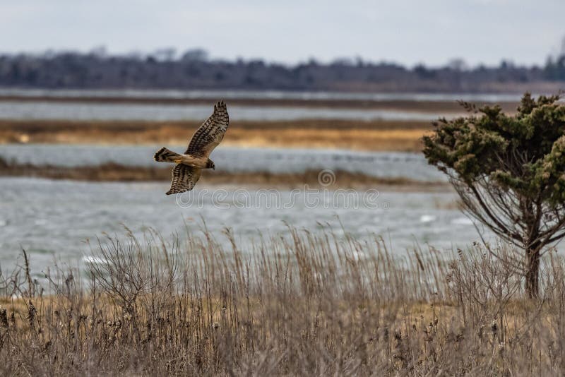 Female Hen Harrier, Circus Cyaneus during Flight. Stock Image - Image ...