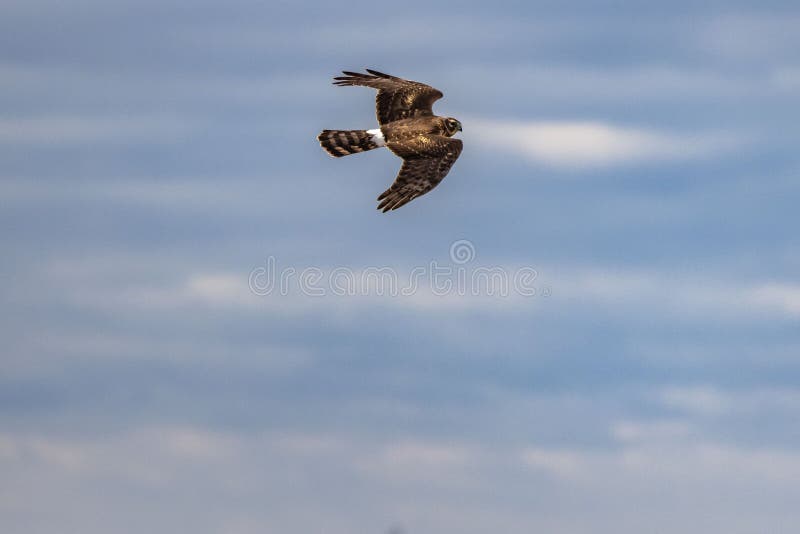 Female Hen Harrier, Circus Cyaneus during Flight. Stock Image - Image ...