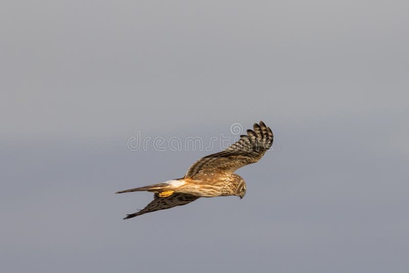 Female Hen Harrier in Flying. Stock Image - Image of wild, female ...