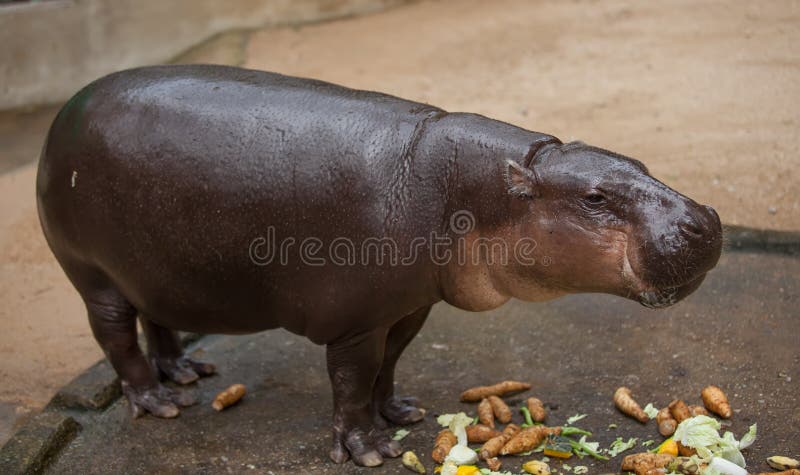 The Female of a Hippopotamus Stock Photo - Image of animal, wild: 189911778