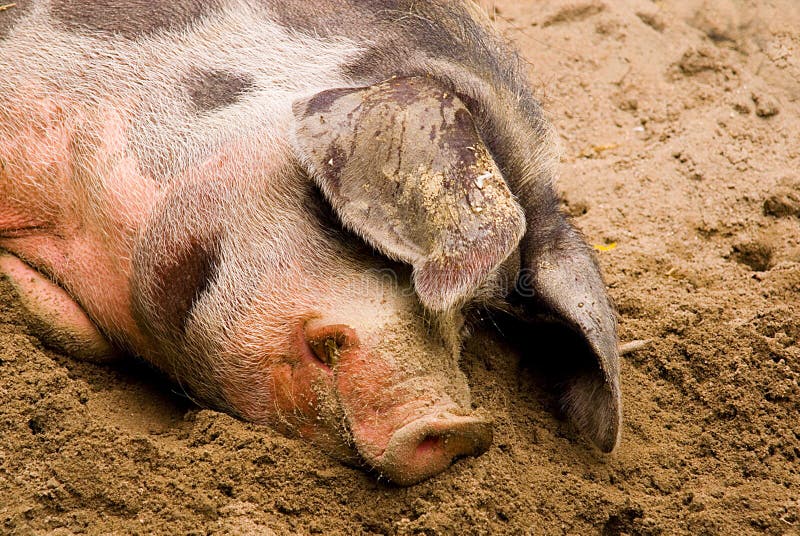 Female Hog (Sus Scrofa Domestica) Stock Image - Image of farm, nature ...