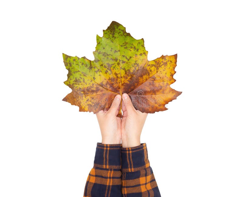 Female Holding a Huge Fallen Maple Leaf with Both Hands Stock Photo ...