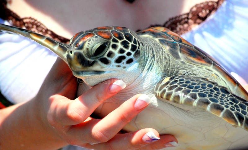 Female holding a turtle. stock image. Image of slow - 108942385