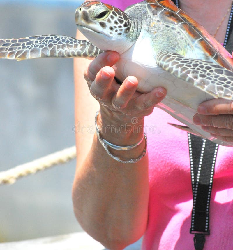 Boy holding sea turtle stock photo. Image of smile, caretaker - 4028582