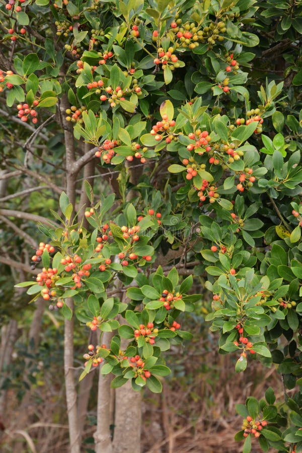 Ilex integra berries stock photo. Image of genus, natural - 134488608