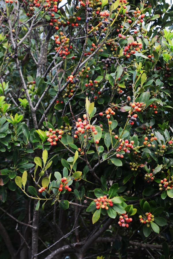 Ilex integra berries stock photo. Image of genus, natural - 134488608
