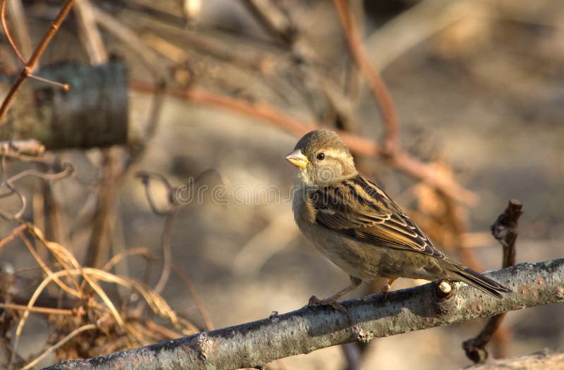 Female House Sparrow stock image. Image of invasive, brown - 16992345