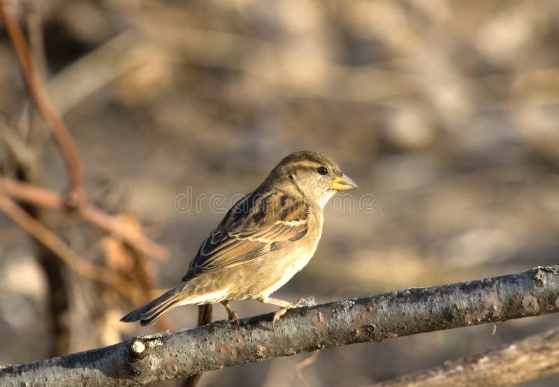 Female House Sparrow stock image. Image of invasive, brown - 16992345