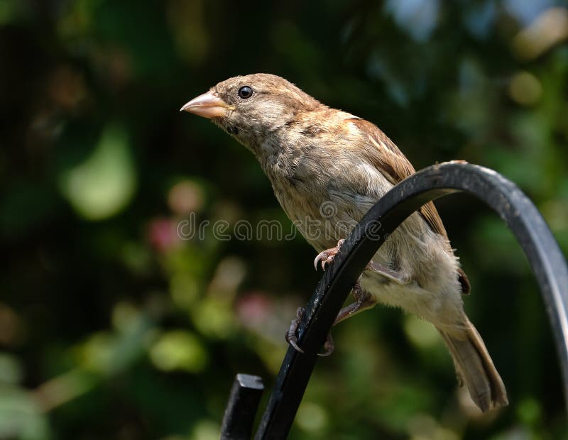 Female House Sparrow. stock image. Image of food, wild - 95187109