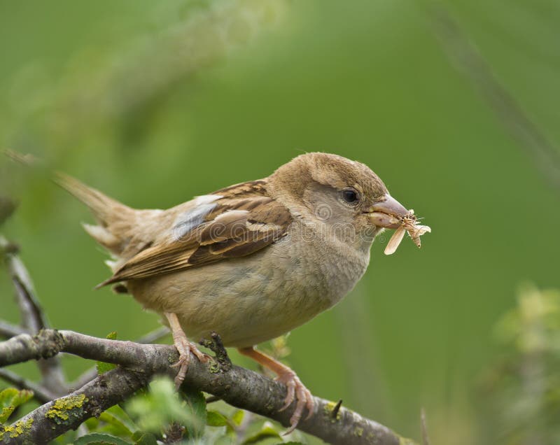 Female House Sparrow with Moth Stock Image - Image of insect, brown ...