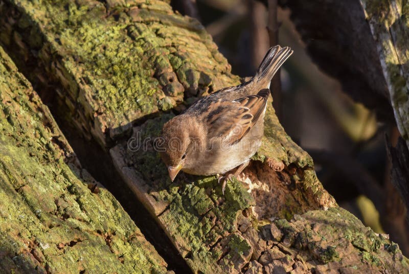 Female Tree Sparrow Stock Photos - Download 1,384 Royalty Free Photos