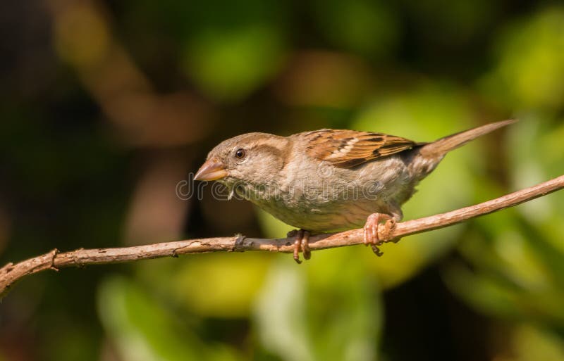 Female house sparrow stock image. Image of animal, nature - 96595385
