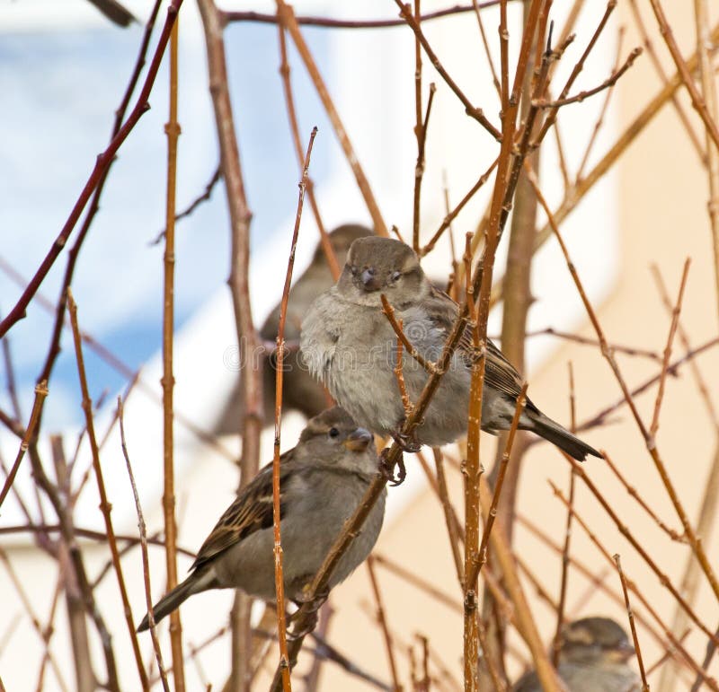 Female House Sparrows in Tree Stock Image - Image of black, house: 23909285